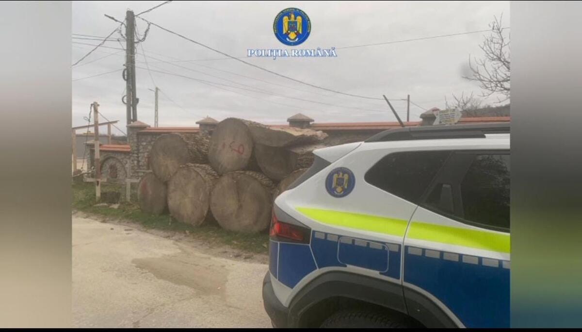 Percheziții în Gorj și Mureș, după tăierea ilegală a unui arbore rar