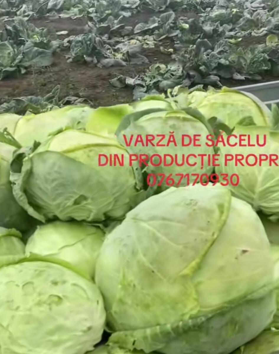 Producție uriașă de varză într-o localitate din Gorj