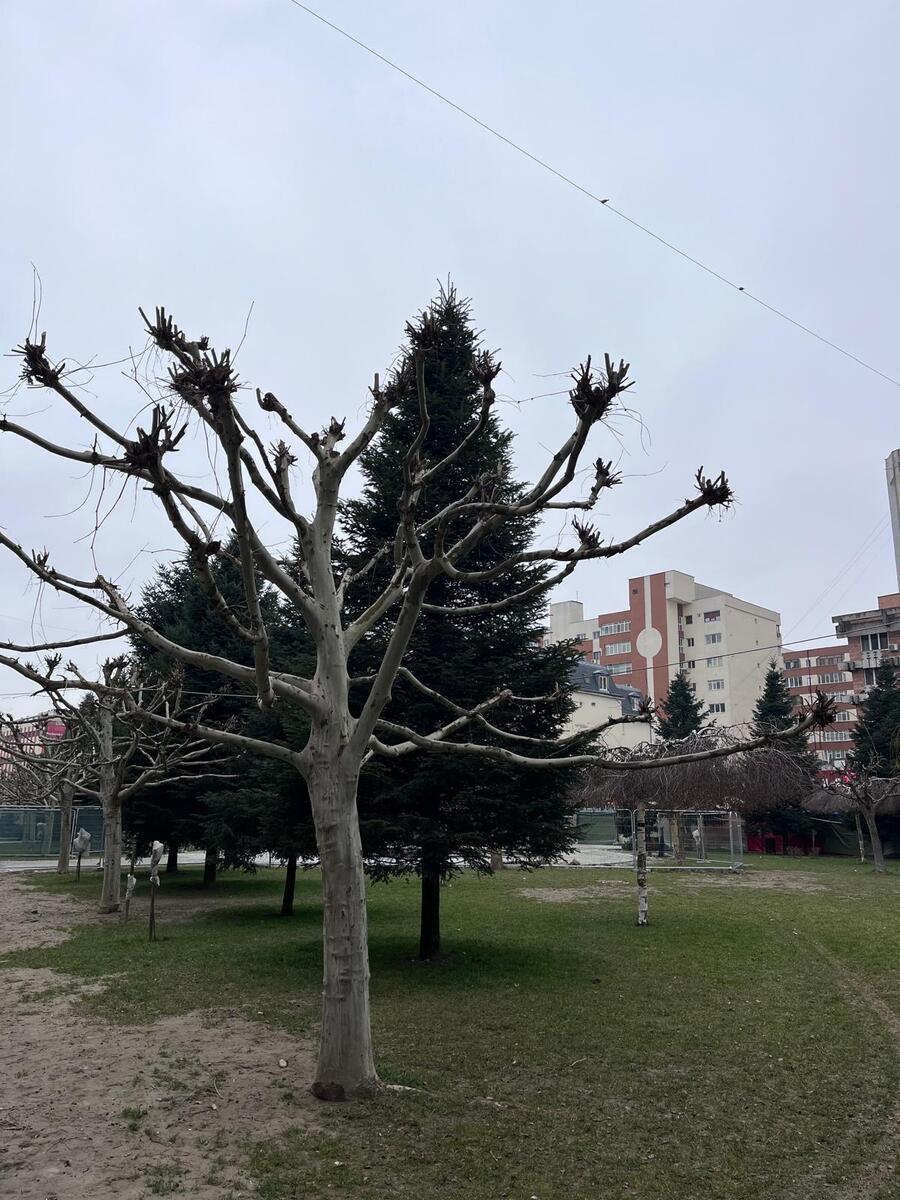 Iar au intrat cu drujba în brazii din Târgu Jiu